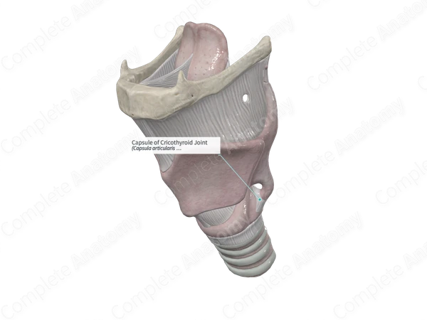 Capsule of Cricothyroid Joint | Complete Anatomy