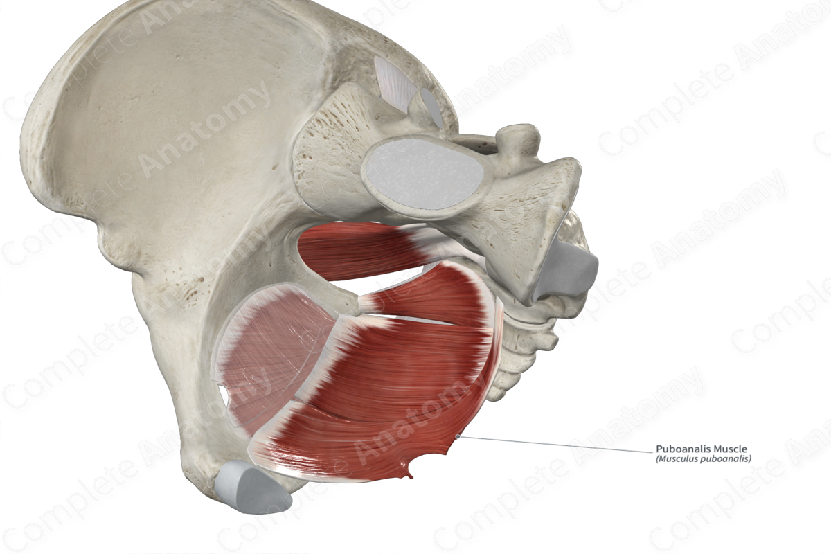 Puboanalis Muscle | Complete Anatomy