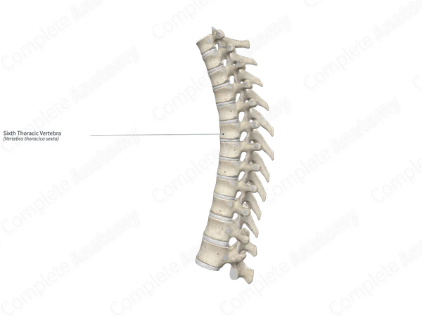 Sixth Thoracic Vertebra | Complete Anatomy
