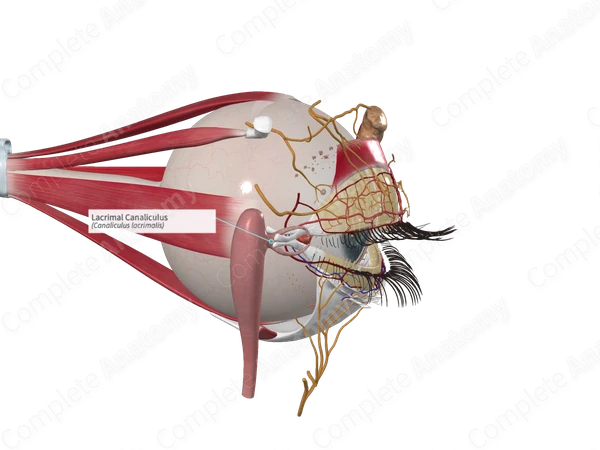Lacrimal Canaliculus | Complete Anatomy