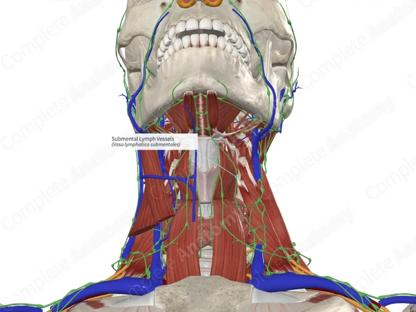Submental Lymph Vessels | Complete Anatomy
