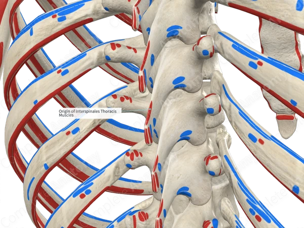 Origin of Interspinales Thoracis Muscles | Complete Anatomy