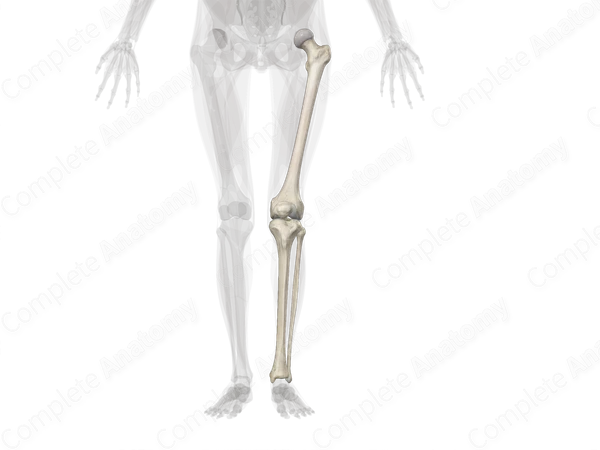 Bones of Thigh & Leg (Left) | Complete Anatomy