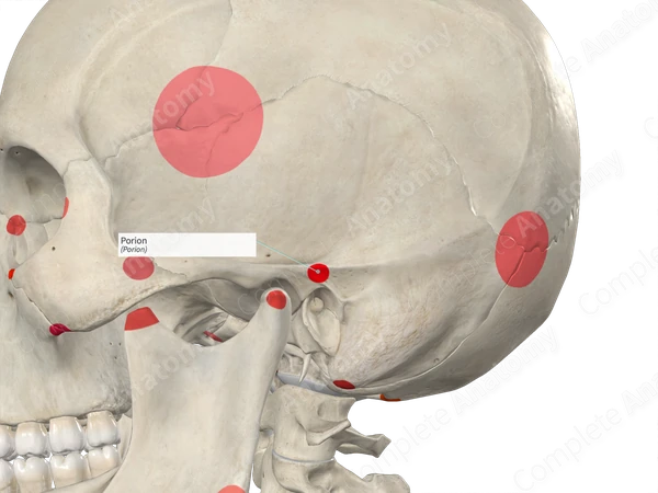 Porion | Complete Anatomy
