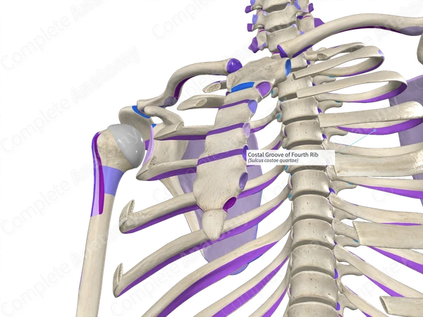 Costal Groove of Fourth Rib | Complete Anatomy