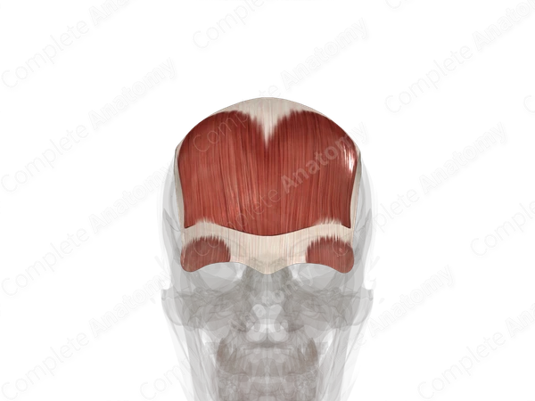 Occipitofrontalis Muscle | Complete Anatomy