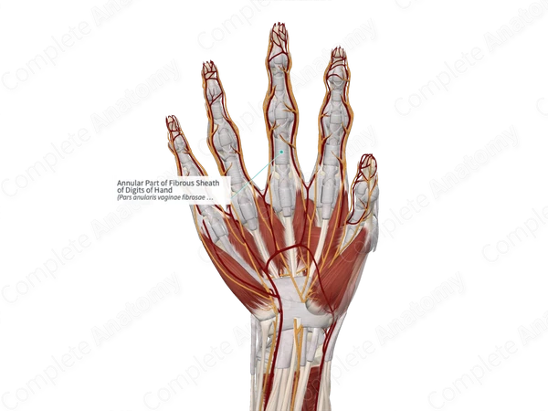 Annular Part of Fibrous Sheath of Digits of Hand | Complete Anatomy