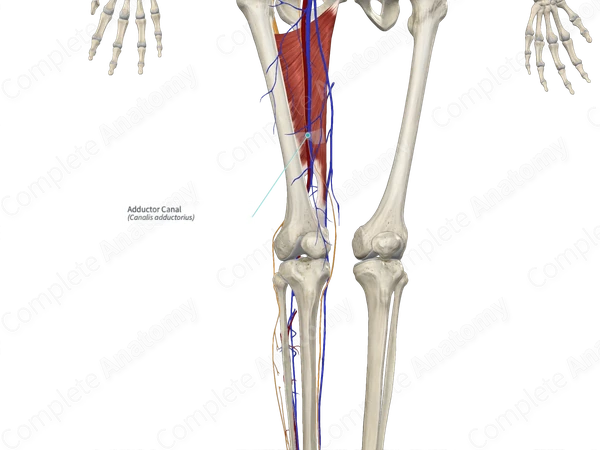 Adductor Canal | Complete Anatomy