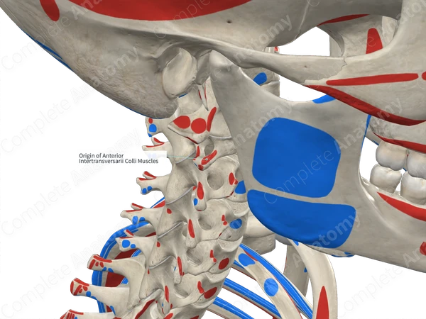 Origin of Anterior Intertransversarii Colli Muscles | Complete Anatomy