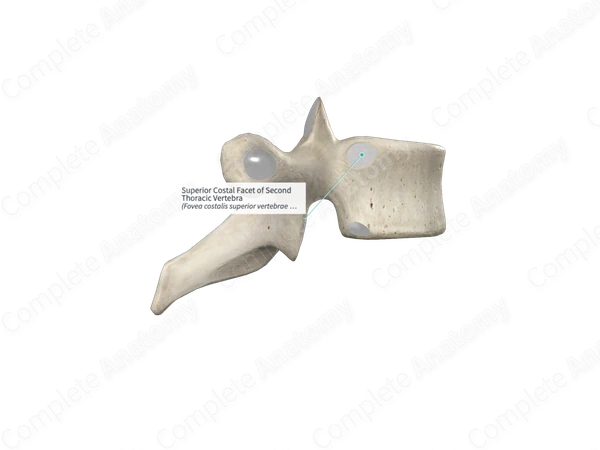 Superior Costal Facet of Second Thoracic Vertebra | Complete Anatomy