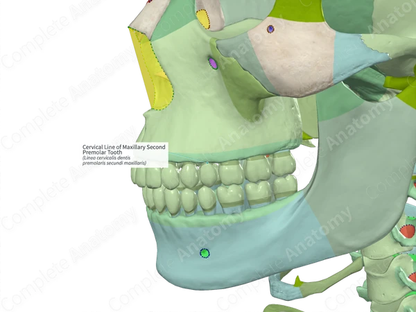 Cervical Line of Maxillary Second Premolar Tooth | Complete Anatomy