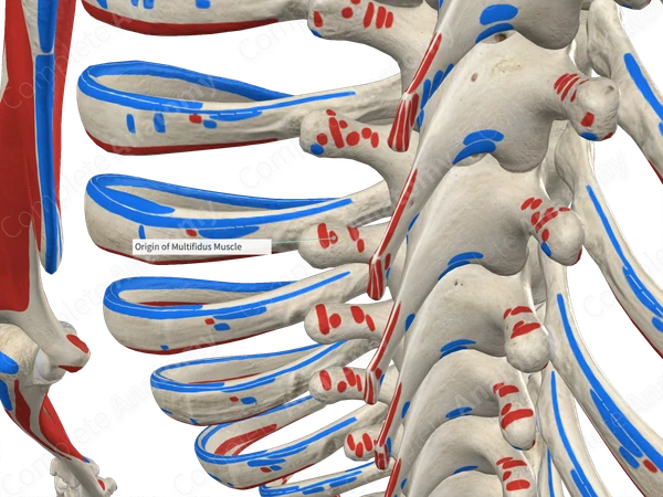 Origin of Multifidus Muscle | Complete Anatomy