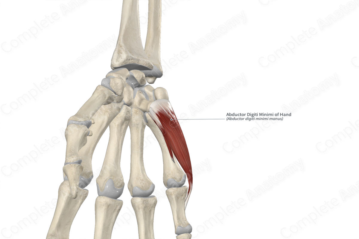 Abductor Digiti Minimi Of Hand Complete Anatomy