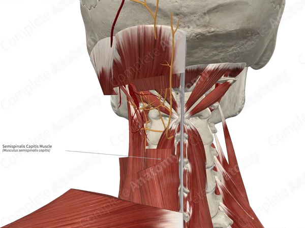 Semispinalis Capitis Muscle | Complete Anatomy