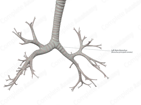 Left Main Bronchus Anatomy Lung: Anatomy, Blood Supply, Innervation,