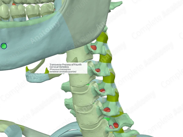 Transverse Process of Fourth Cervical Vertebra (Left) | Complete Anatomy