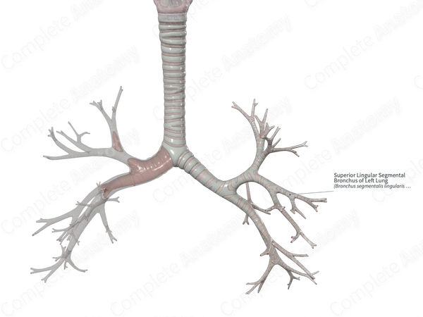 Superior Lingular Segmental Bronchus of Left Lung | Complete Anatomy