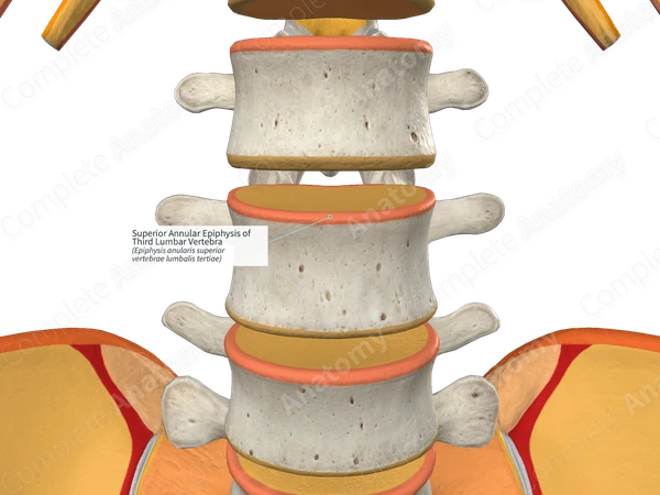 Superior Annular Epiphysis of Third Lumbar Vertebra | Complete Anatomy