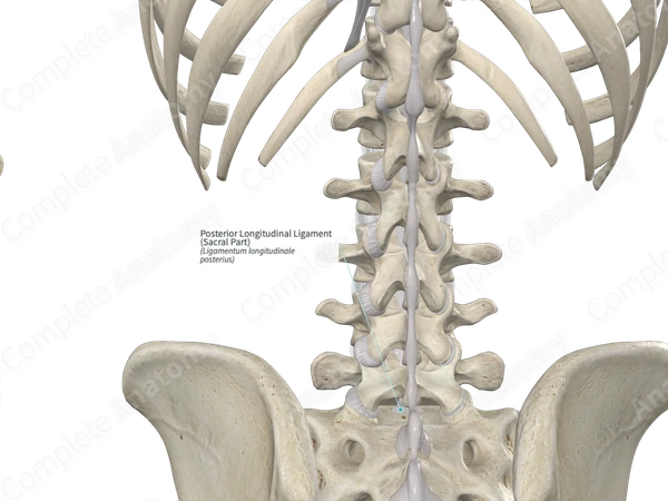 Posterior Longitudinal Ligament (Sacral Part) | Complete Anatomy
