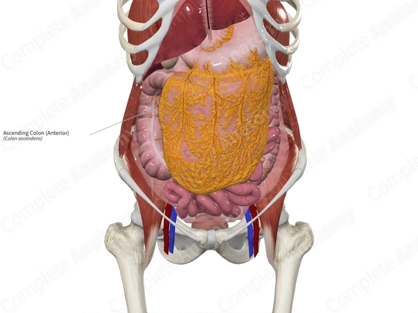 Ascending Colon (Anterior) | Complete Anatomy