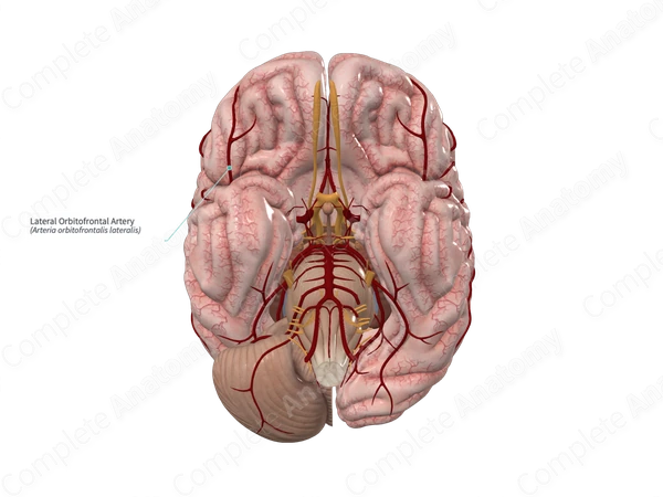 Lateral Orbitofrontal Artery | Complete Anatomy