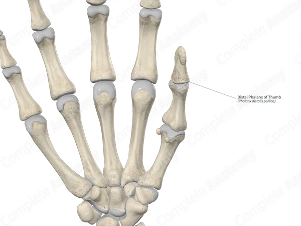 Distal Phalanx of Thumb | Complete Anatomy