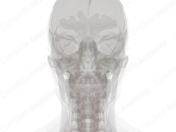 Occipital Nodes Complete Anatomy