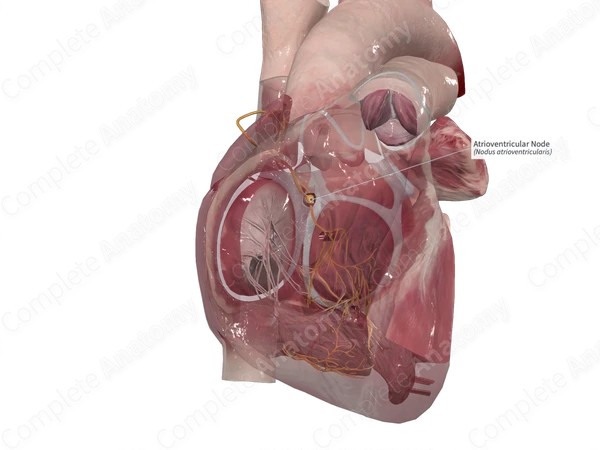Atrioventricular Node | Complete Anatomy