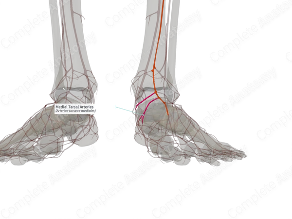 Medial Tarsal Arteries (Left) | Complete Anatomy