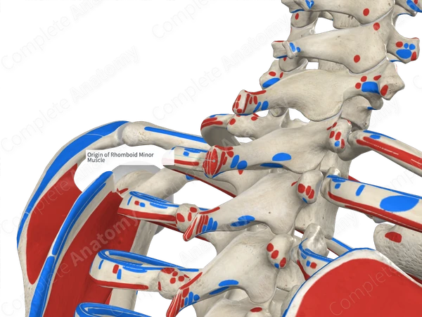 Origin of Rhomboid Minor Muscle | Complete Anatomy
