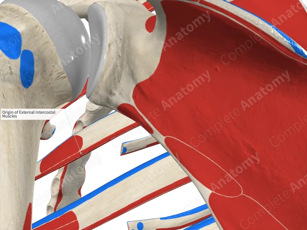 Origin of External Intercostal Muscles | Complete Anatomy