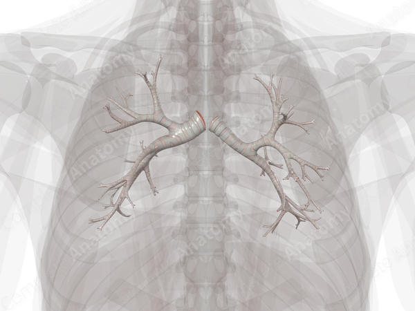 Bronchi | Complete Anatomy