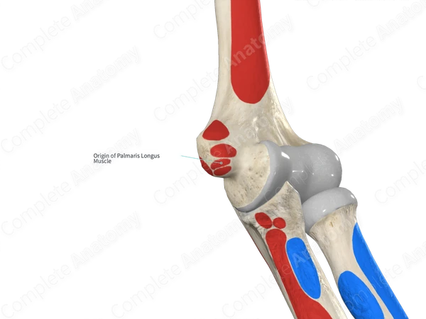 Origin of Palmaris Longus Muscle | Complete Anatomy