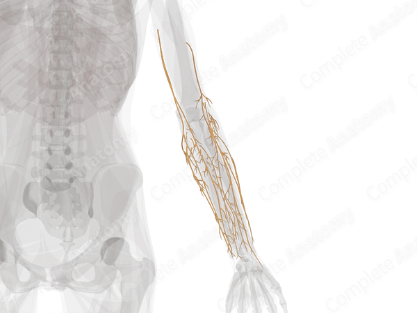Nerves of Forearm (Left) | Complete Anatomy