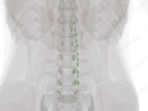 Left Lumbar Nodes | Complete Anatomy