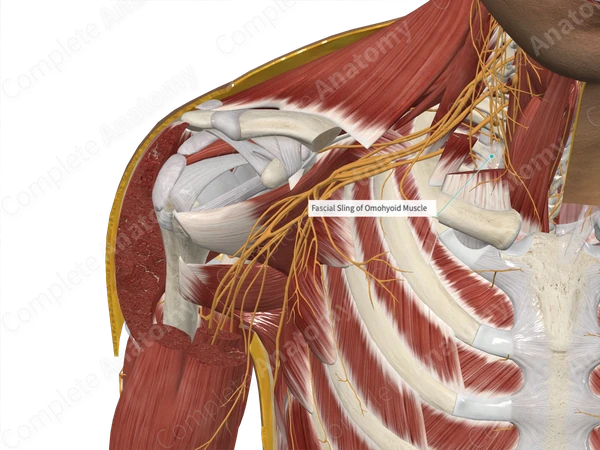 Omohyoid Inferior Belly Of The Omohyoid Muscle