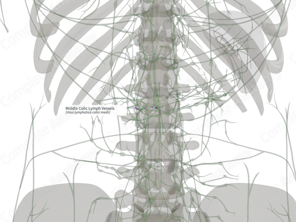 Middle Colic Lymph Vessels | Complete Anatomy