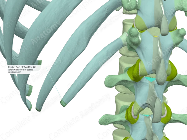 Costal End of Twelfth Rib | Complete Anatomy