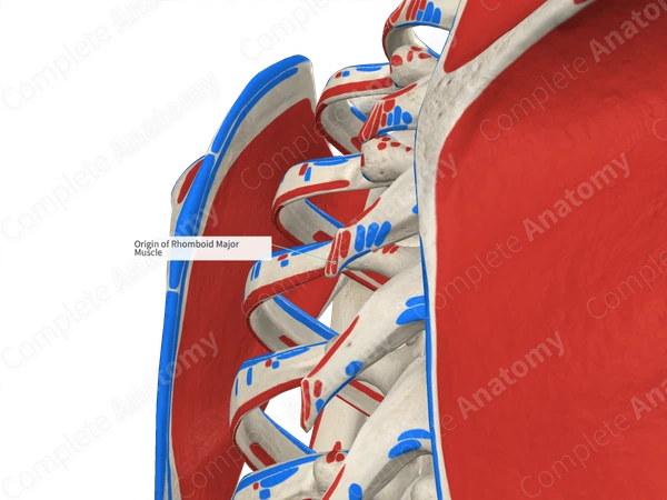 Origin of Rhomboid Major Muscle | Complete Anatomy