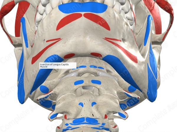 Insertion of Longus Capitis Muscle | Complete Anatomy