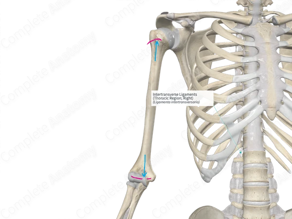 Intertransverse Ligaments (Thoracic Region; Right) | Complete Anatomy