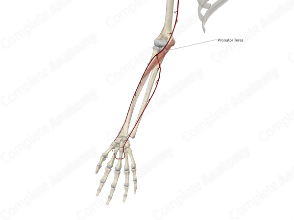Pronator Teres Attachments Action Innervation Pronator Teres Store