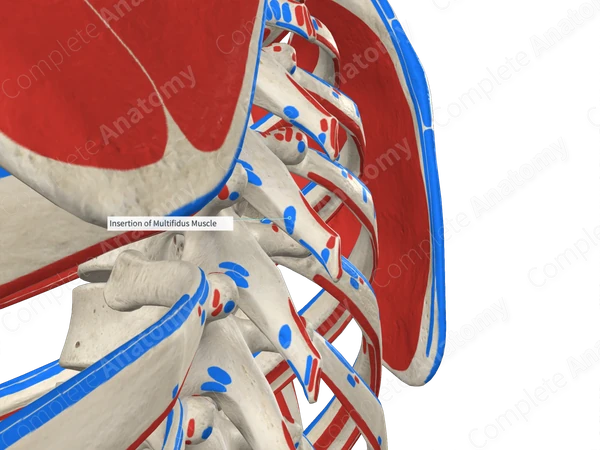 Insertion of Multifidus Muscle | Complete Anatomy