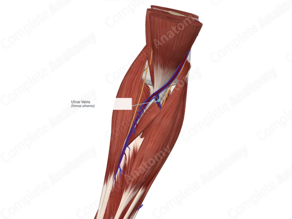 Ulnar Veins | Complete Anatomy