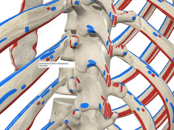 Insertion of Short Rotatores Muscles | Complete Anatomy