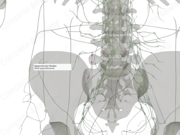Appendicular Nodes | Complete Anatomy