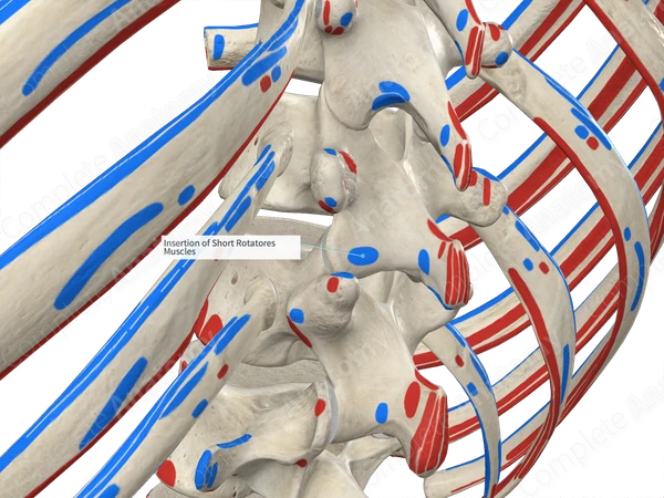Insertion of Short Rotatores Muscles | Complete Anatomy