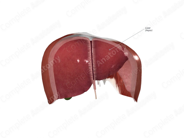 Liver | Complete Anatomy