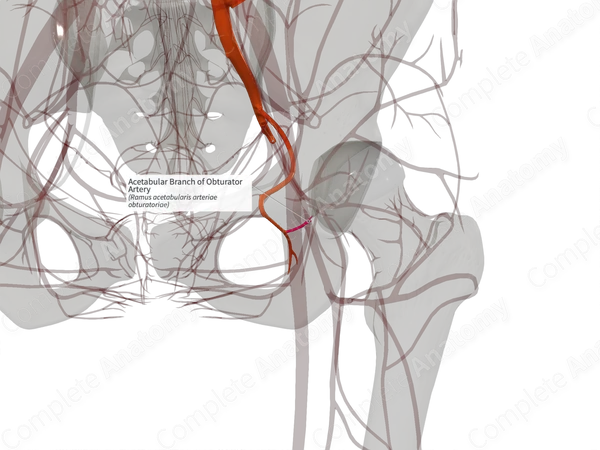 Acetabular Branch of Obturator Artery (Left) | Complete Anatomy