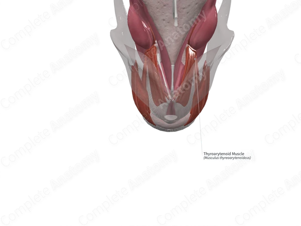 Thyroarytenoid Muscle | Complete Anatomy